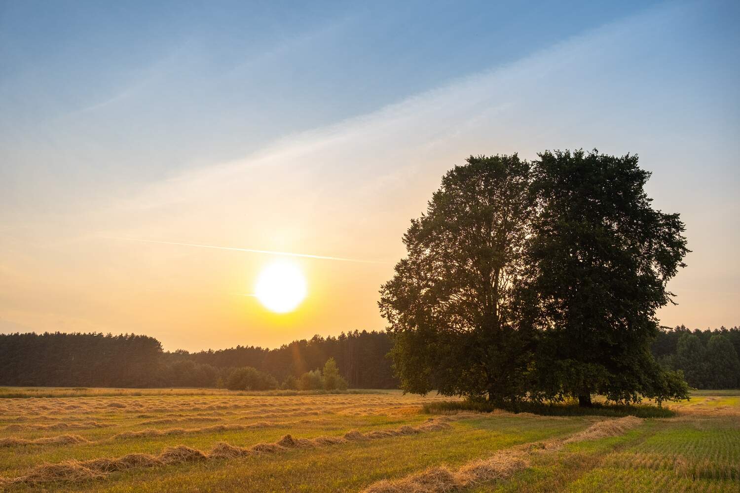 Braden Place | Discover the charm of Southern Pines